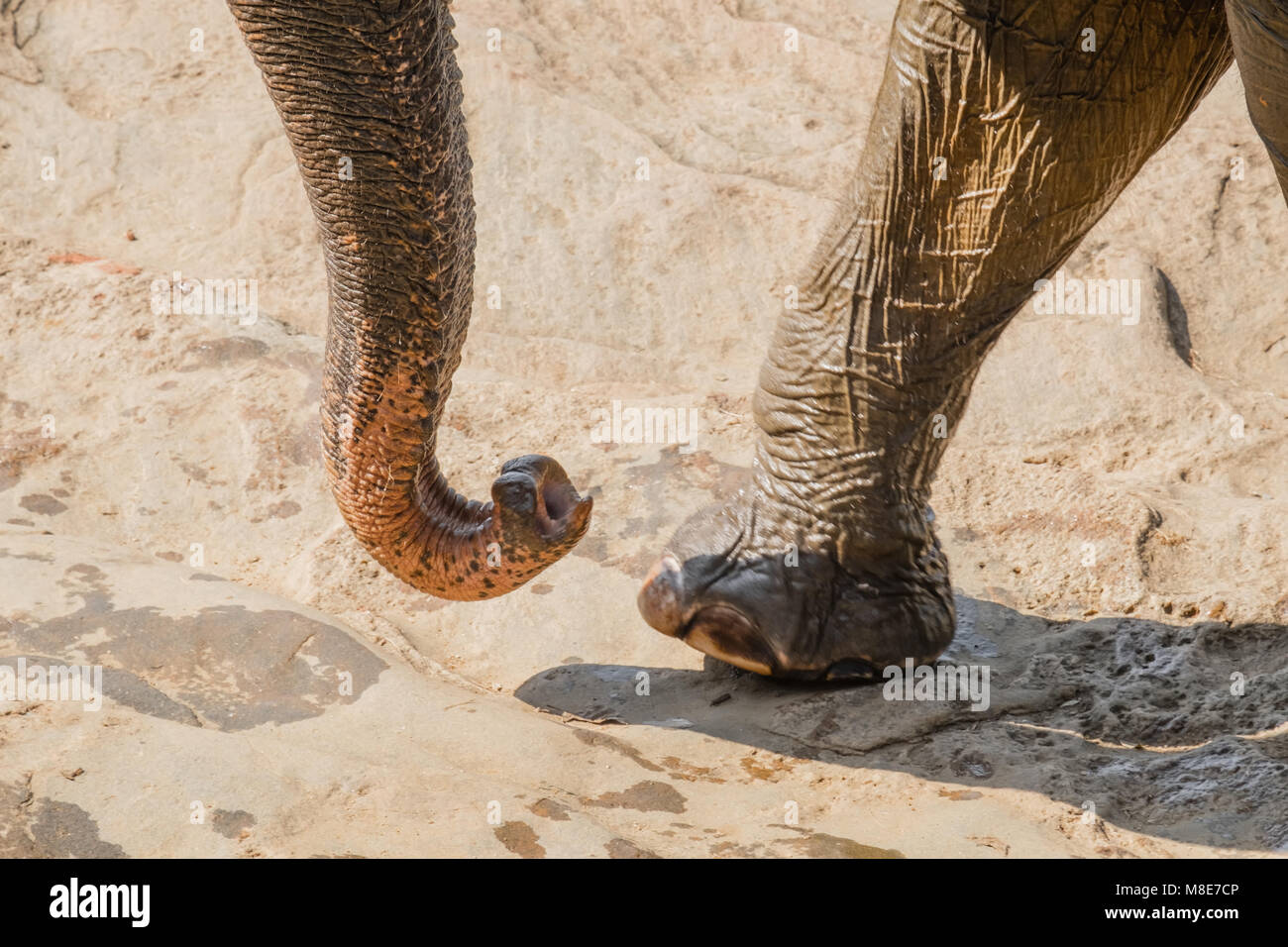 Close-up big Asian elephant foot and trunk. Amazing animals in wild ...