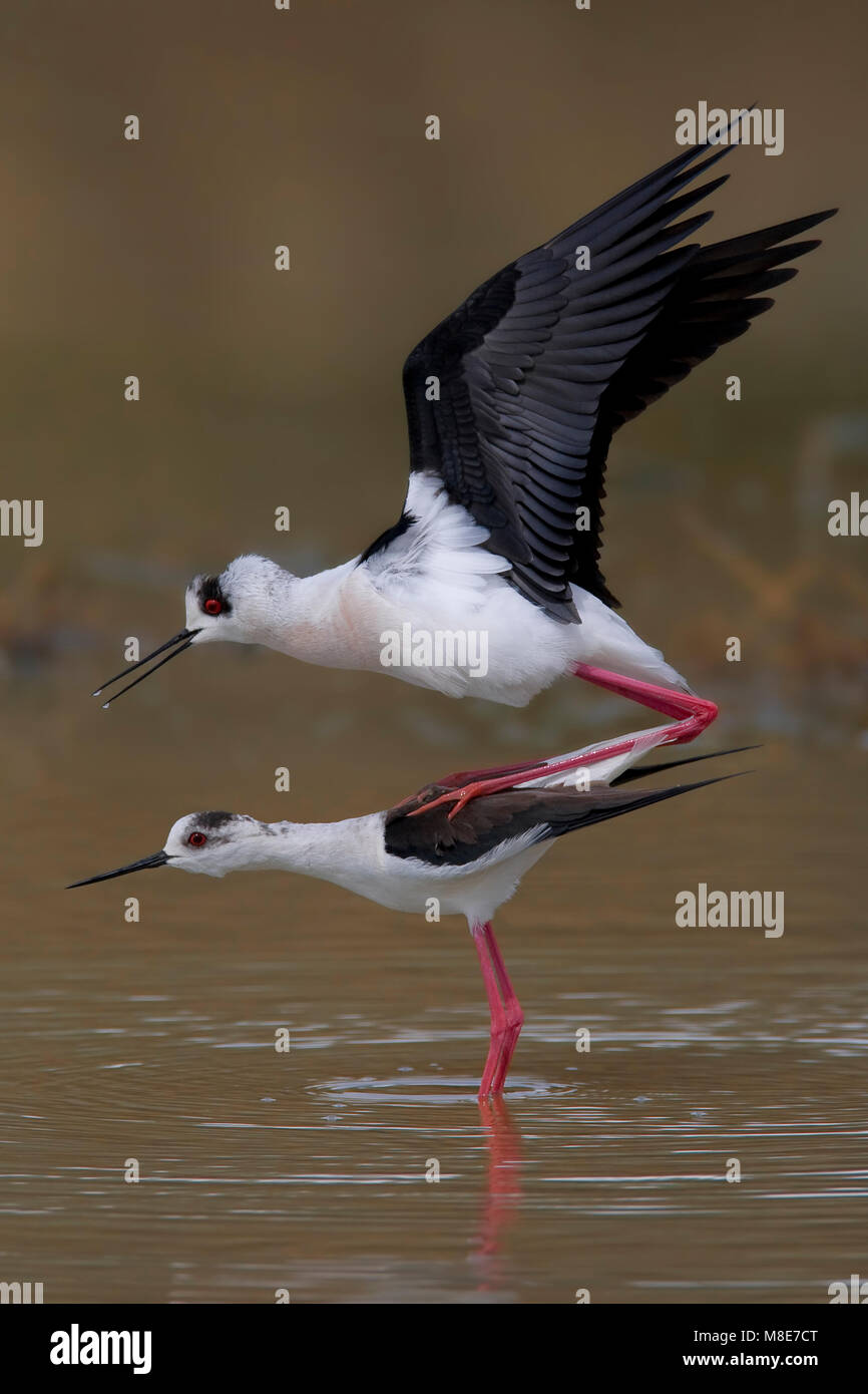 Steltkluut parend in water; Black-winged Stilt mating in water Stock ...