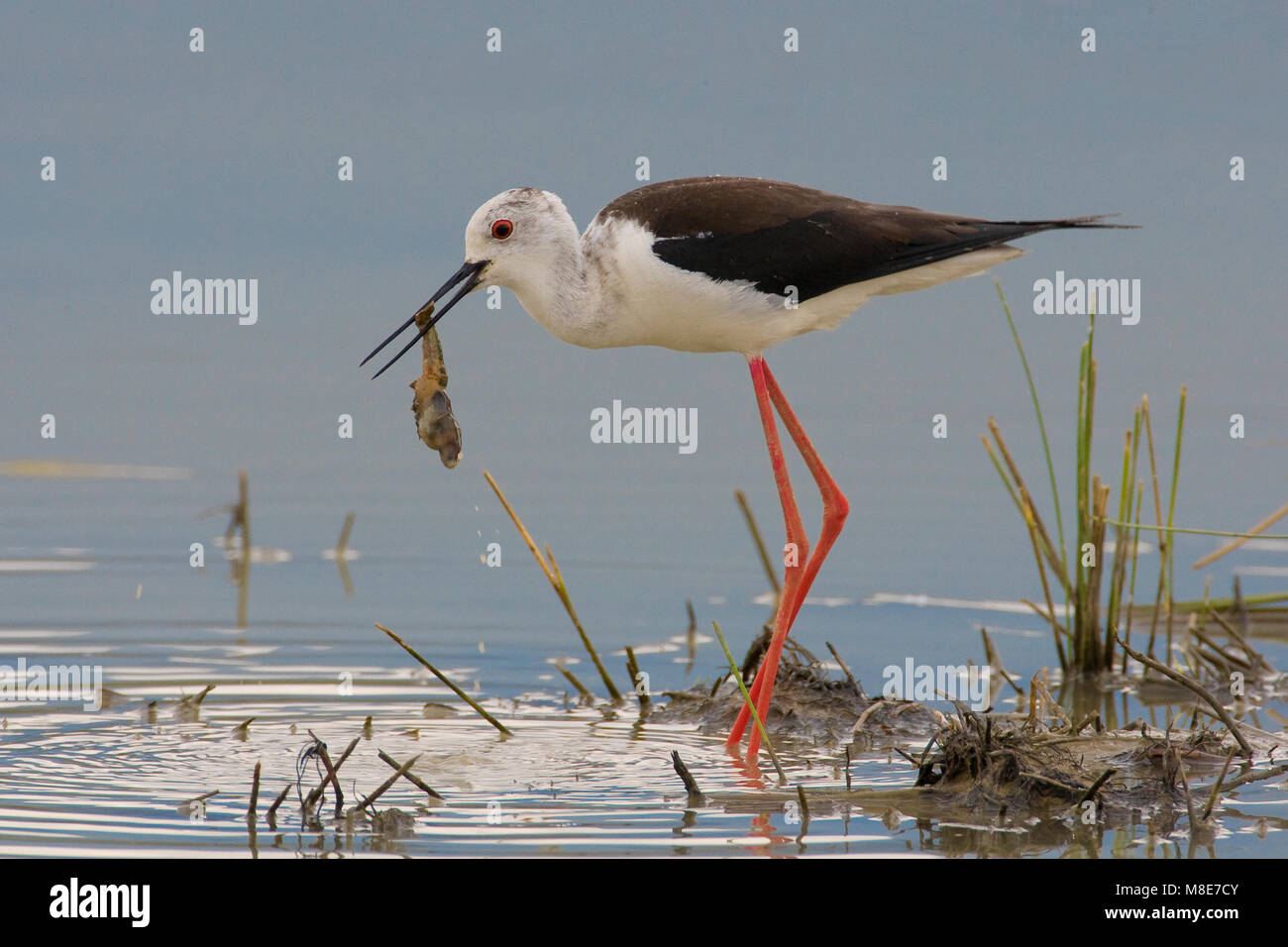 Steltkluut met voedsel; Black-winged Stilt adult with food Stock Photo ...