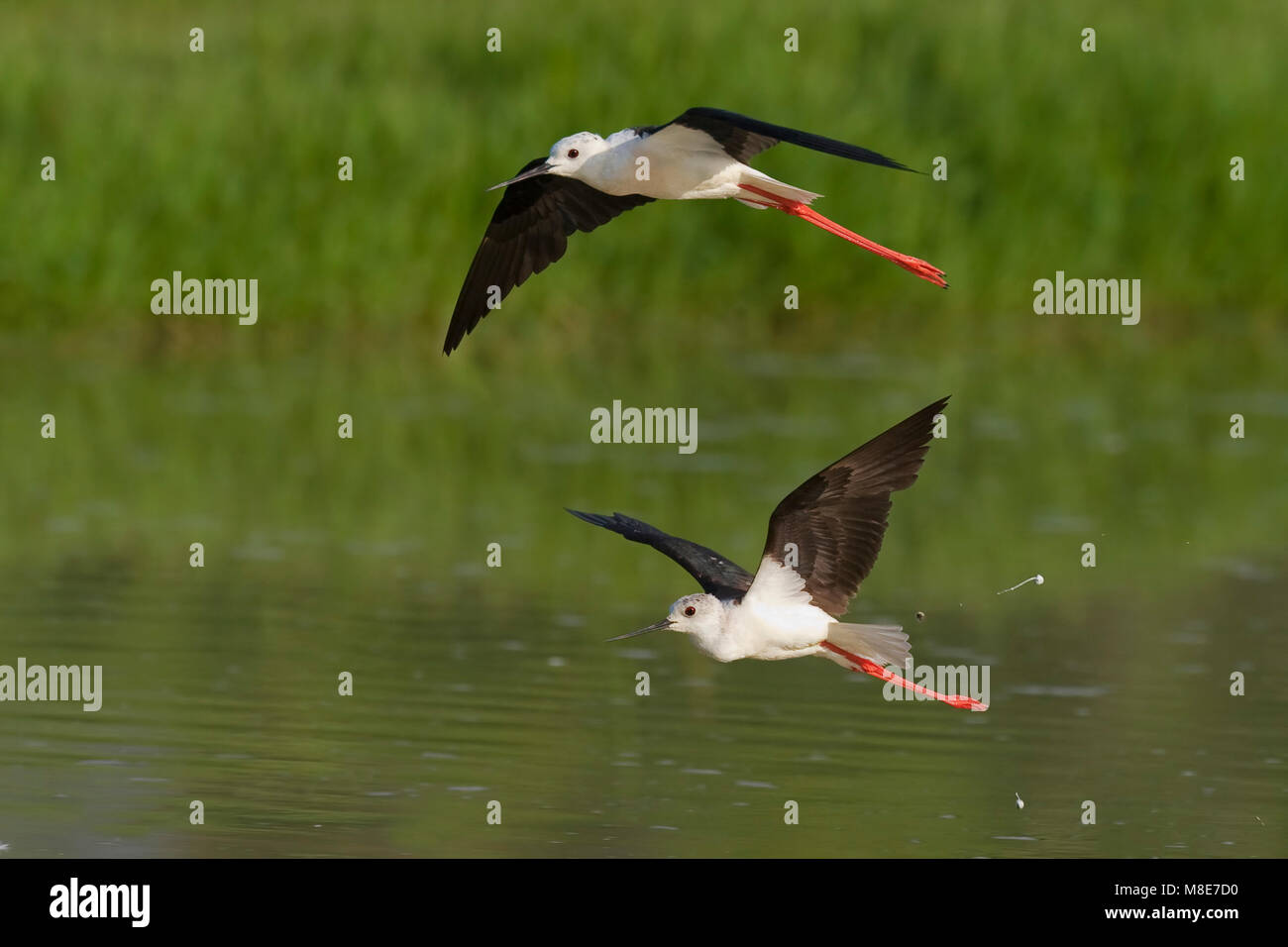 Steltkluut in de vlucht; Black-winged Stilt in flight Stock Photo - Alamy