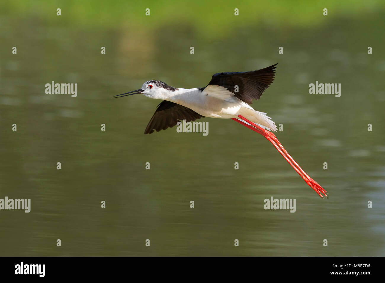 Steltkluut in de vlucht; Black-winged Stilt in flight Stock Photo - Alamy
