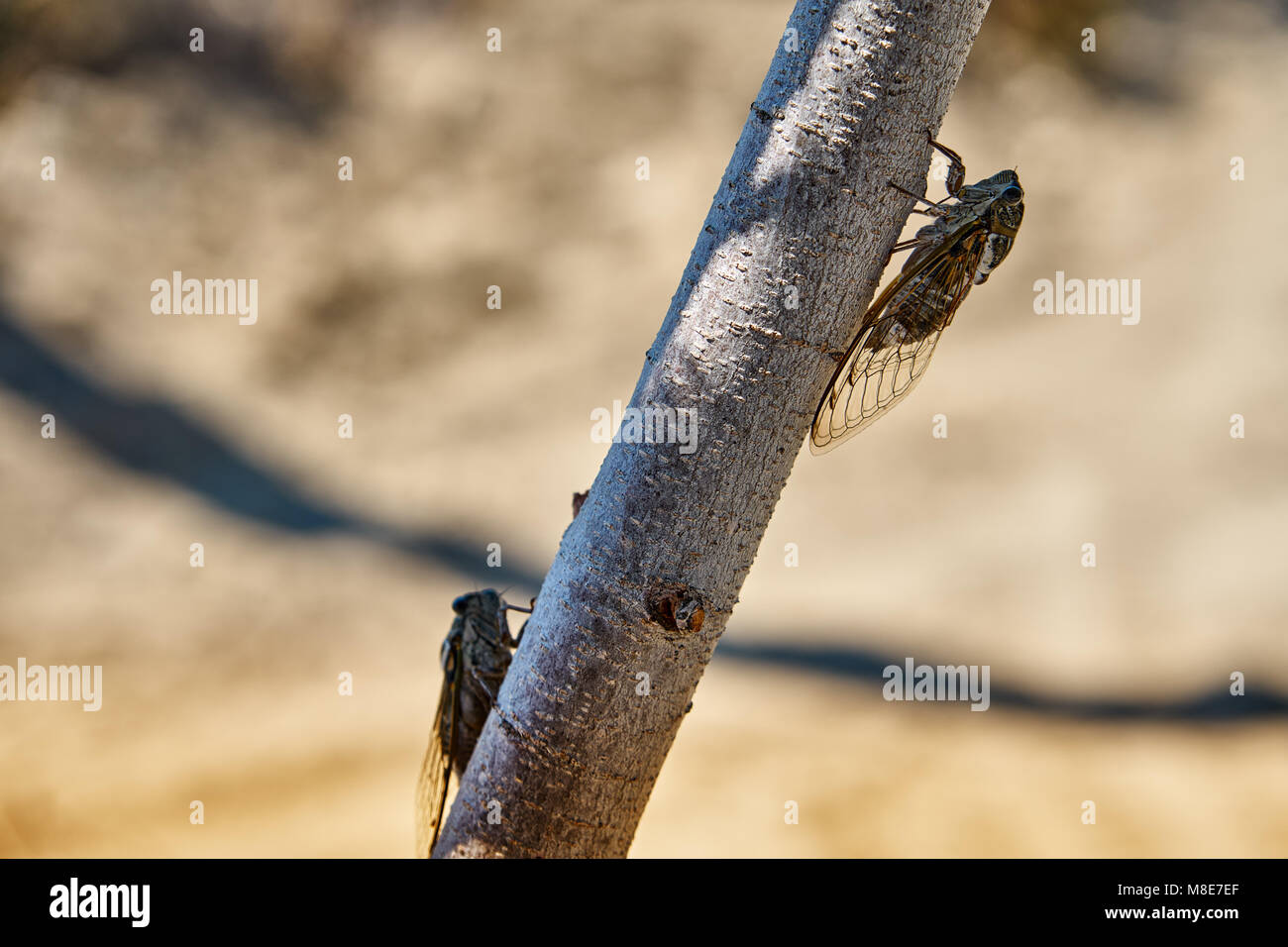 Large cicadas on the trunk of a tree Stock Photo - Alamy