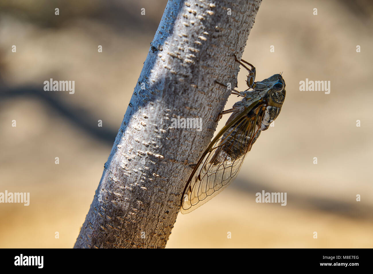 Large cicadas on the trunk of a tree Stock Photo - Alamy