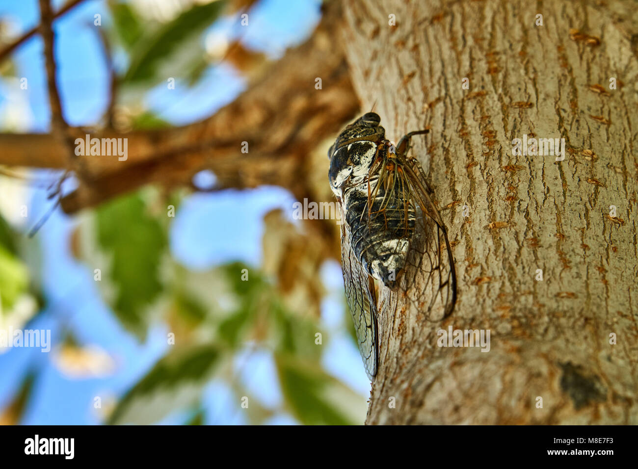 Large cicadas on the trunk of a tree Stock Photo - Alamy