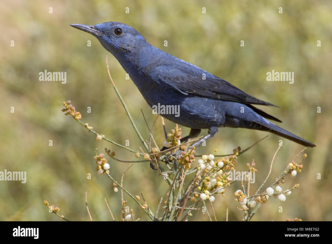 Blue rock thrush in bush hi-res stock photography and images - Alamy