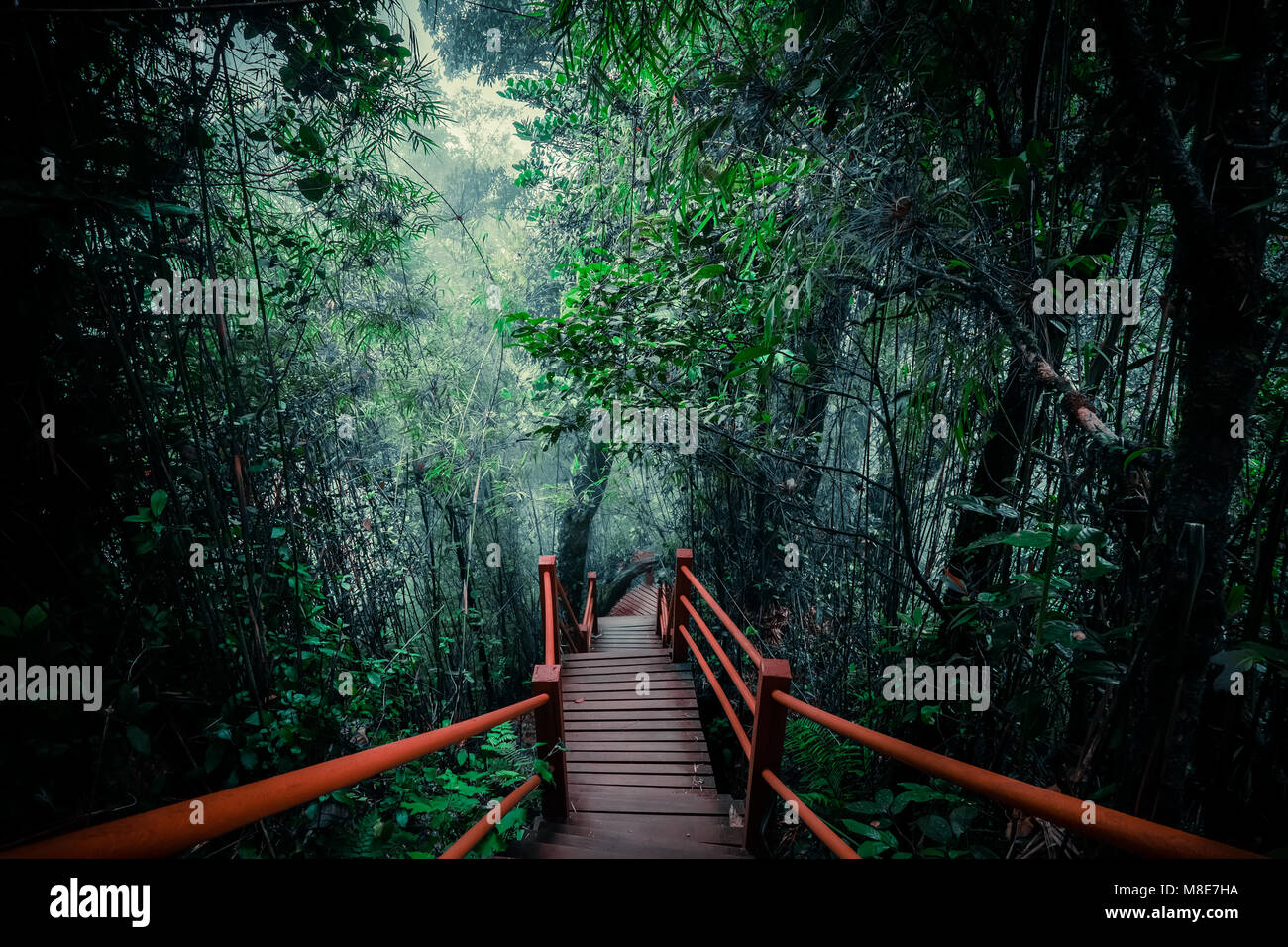 Mysterious landscape of foggy forest with wooden bridge runs through ...