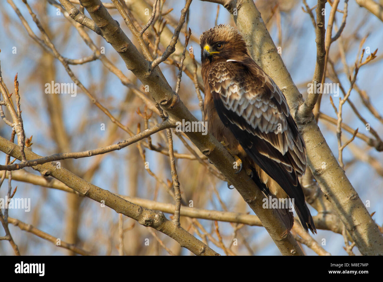 Dwergarend in een boom; Booted Eagle perched in a tree Stock Photo - Alamy