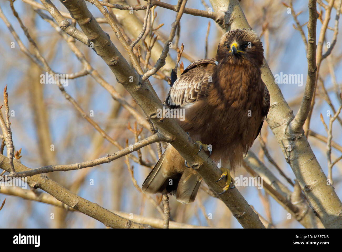 Dwergarend in een boom; Booted Eagle perched in a tree Stock Photo - Alamy