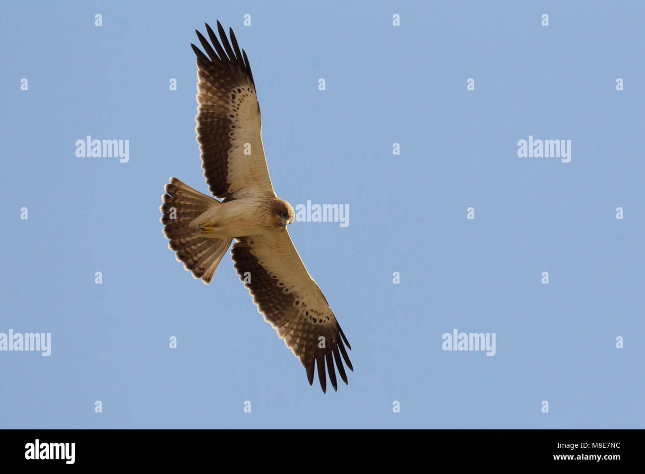 Lichte fase Dwergarend in de vlucht; Light morph Booted Eagle in flight ...