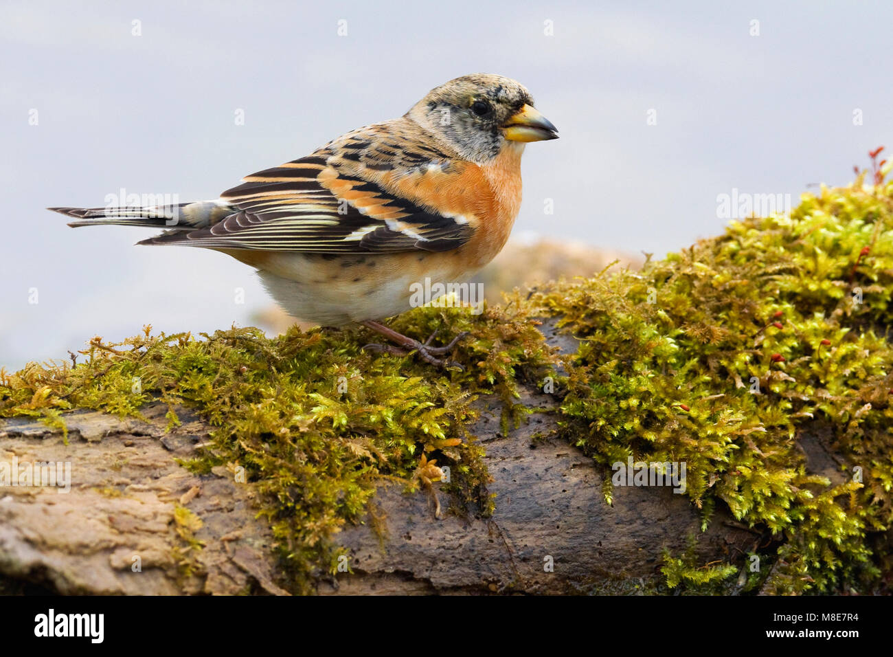 Mannetje hi-res stock photography and images - Alamy