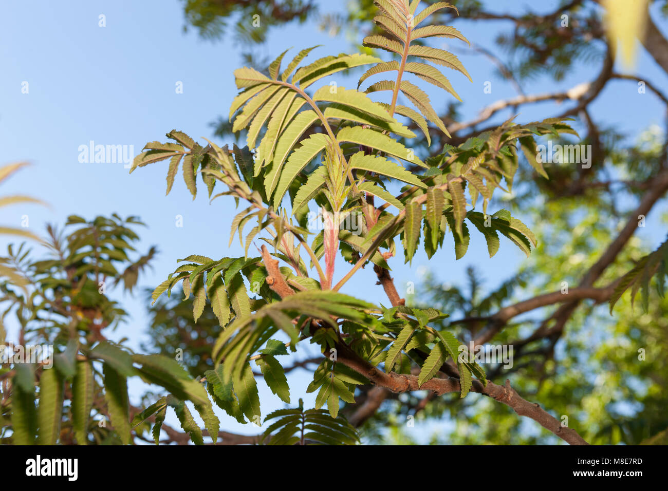Sumach tree hi-res stock photography and images - Alamy