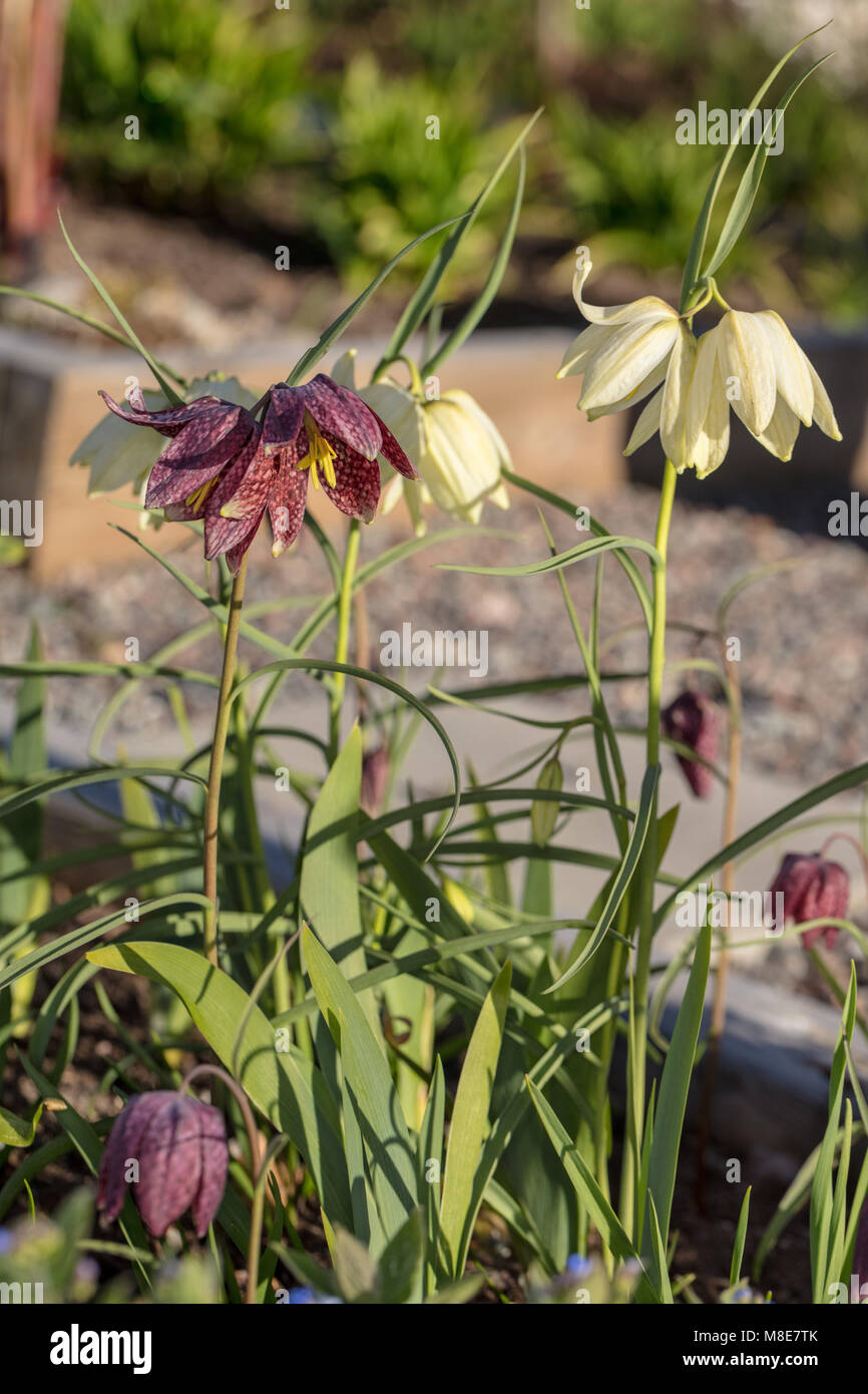 Lily snakes head fritillary hi-res stock photography and images - Alamy