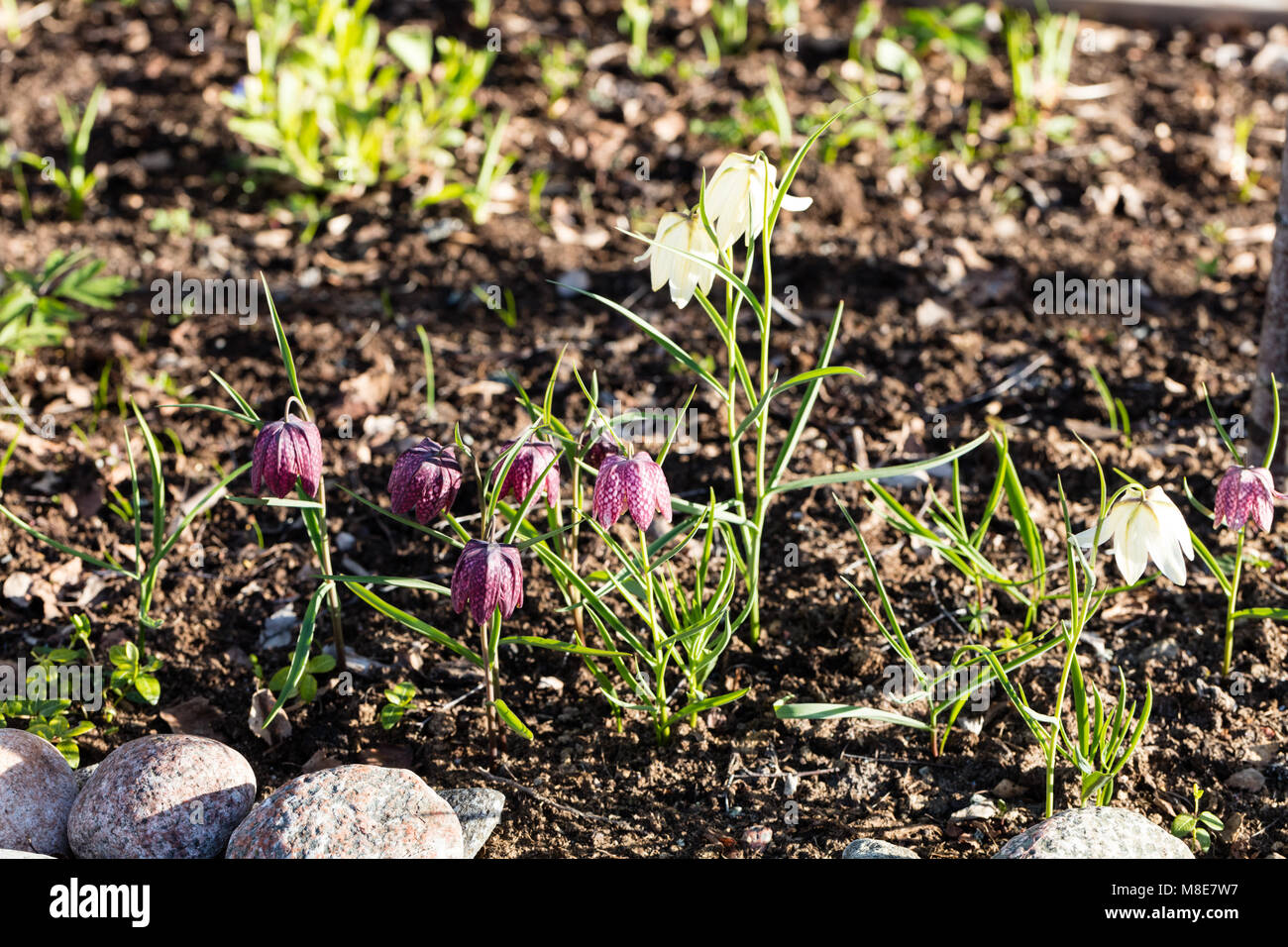 Lily snakes head fritillary hi-res stock photography and images - Alamy