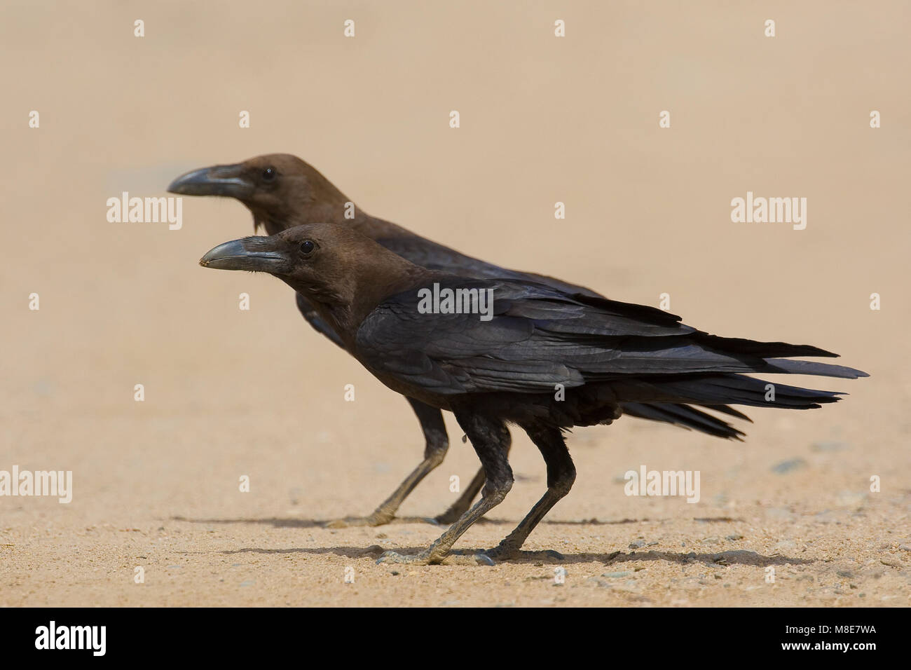 Raven pair hi-res stock photography and images - Alamy