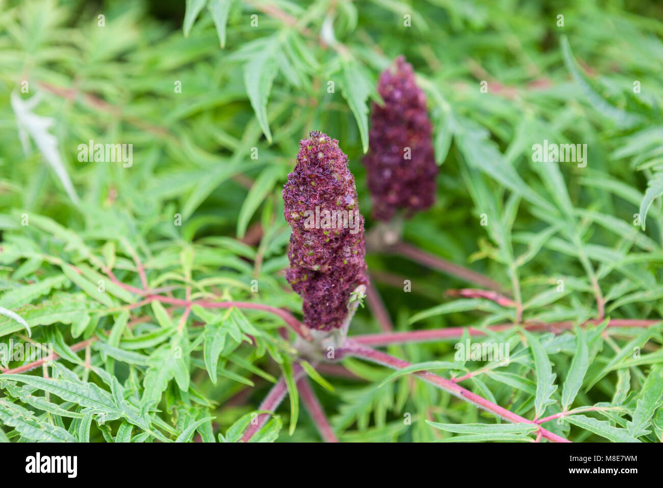 Sumach tree hi-res stock photography and images - Alamy