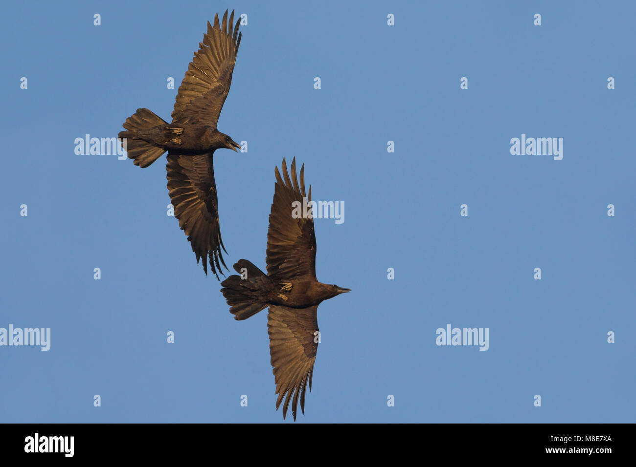 Raven In Flight Calling High Resolution Stock Photography and Images ...