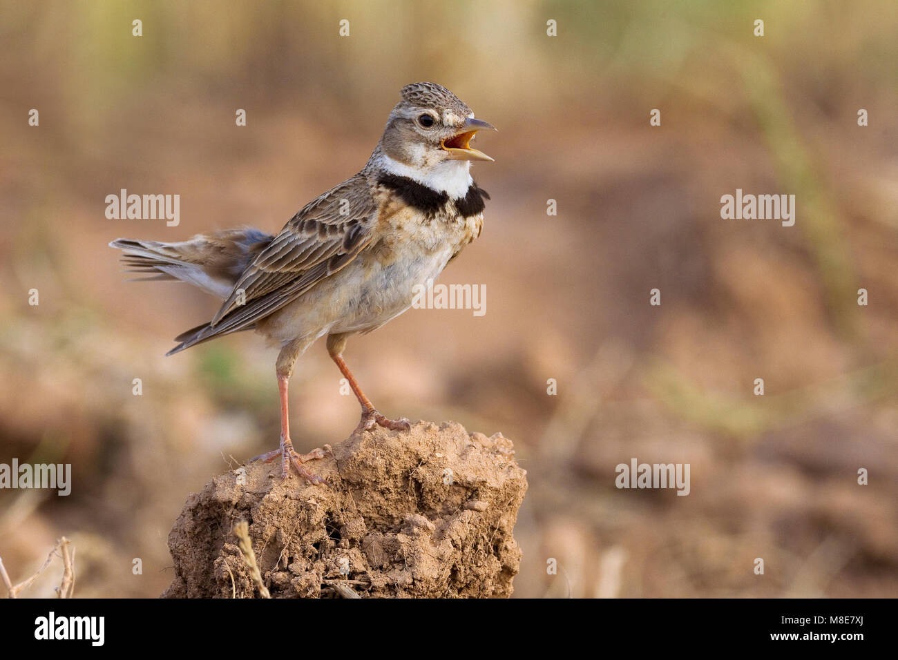 Kalanderleeuwerik zingend op rots; Calandra Lark singing on rock Stock ...