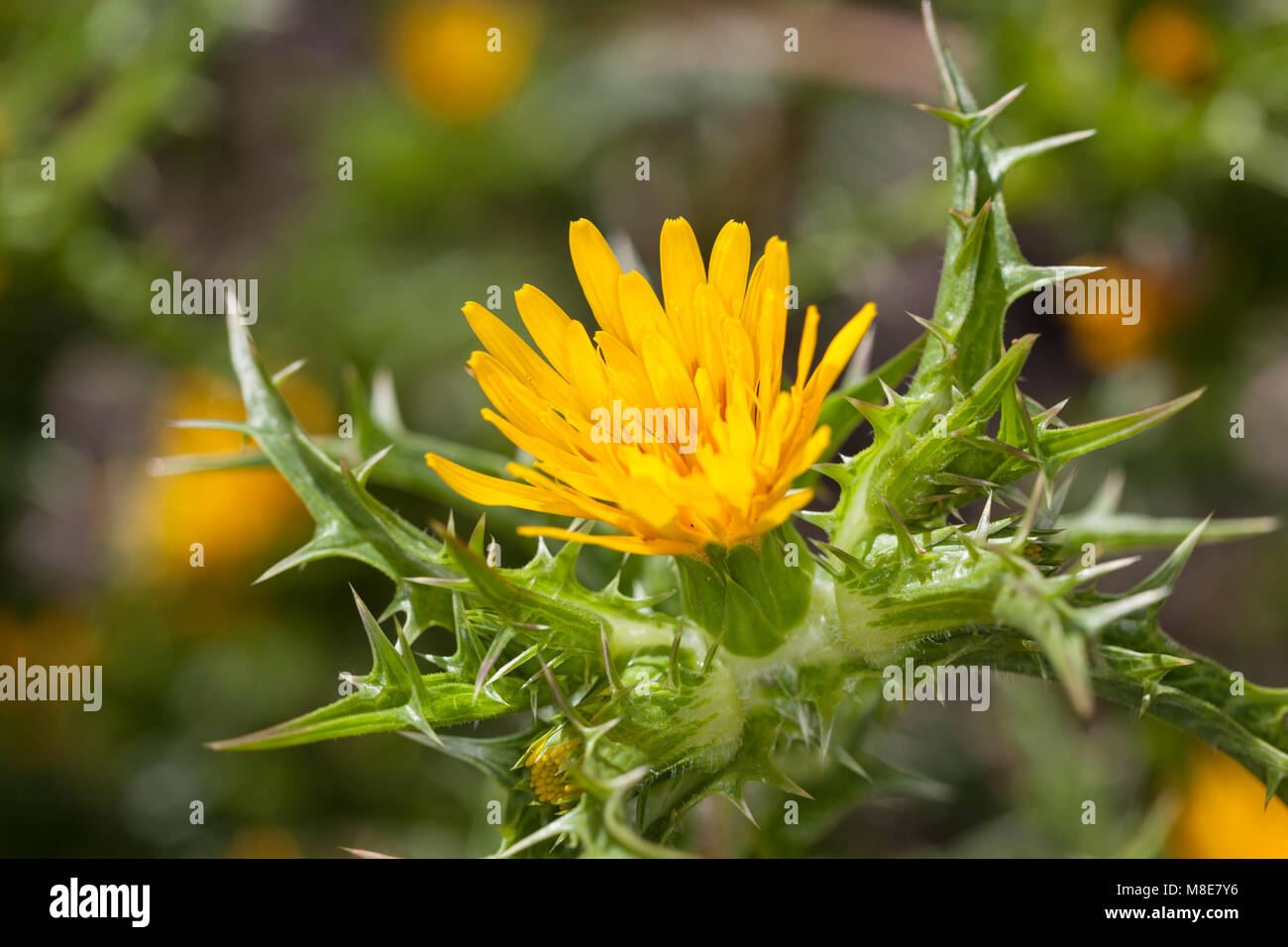 Spanish oyster thistle hi-res stock photography and images - Alamy