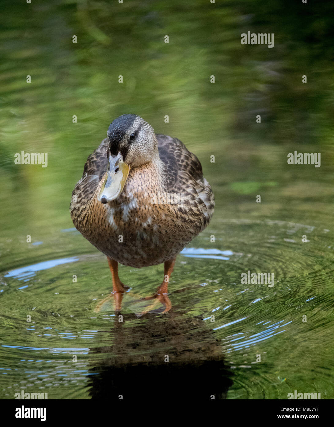 Duck in a river Stock Photo - Alamy