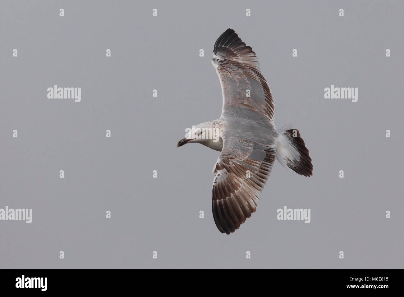 Gabbiano del Caspio; Gabbiano delle steppe; Steppe Gull; Larus ...
