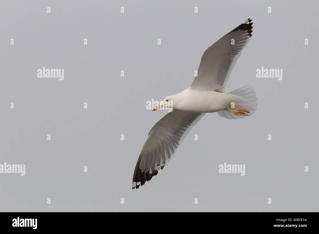 Gabbiano del Caspio; Gabbiano delle steppe; Steppe Gull; Larus ...