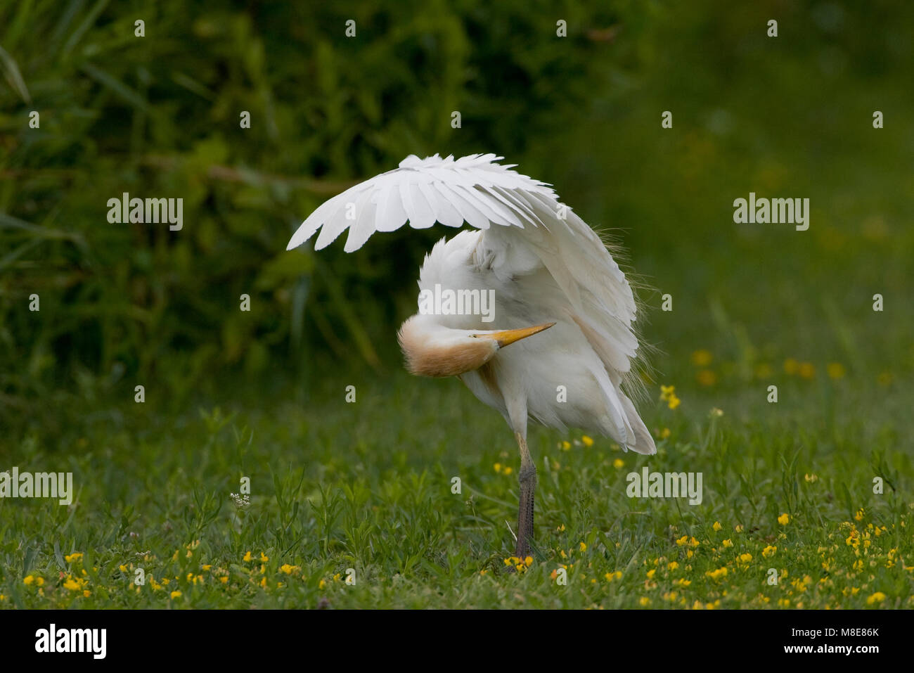 Koereiger adult poetsend; Cattle Egret adult washing Stock Photo - Alamy