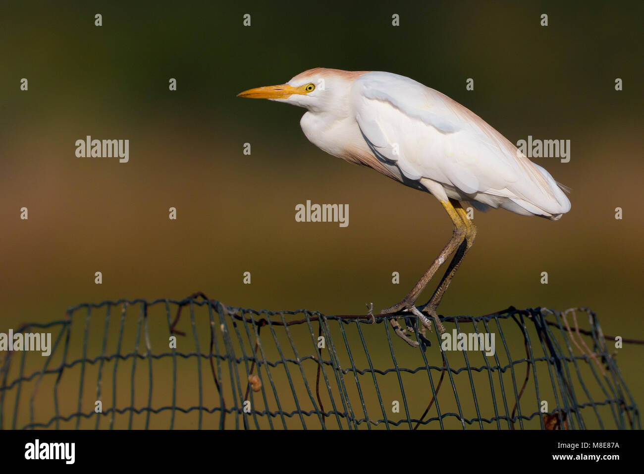 Koereiger in zomerkleed; Cattle Egret in breeding plumage Stock Photo ...