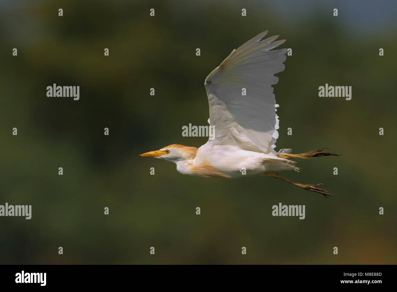 Koereiger vliegend; Cattle Egret flying Stock Photo - Alamy