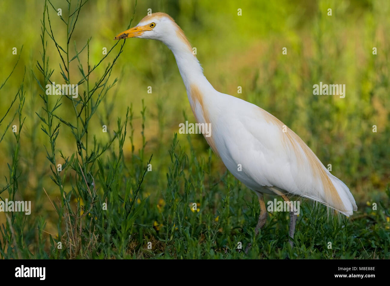 Koereiger staand in gras; Cattle Egret perched in gras Stock Photo - Alamy