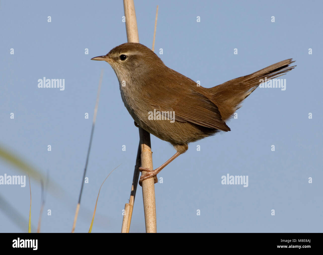 Cetti's Zanger; Cetti's Warbler; Cettia cetti Stock Photo - Alamy