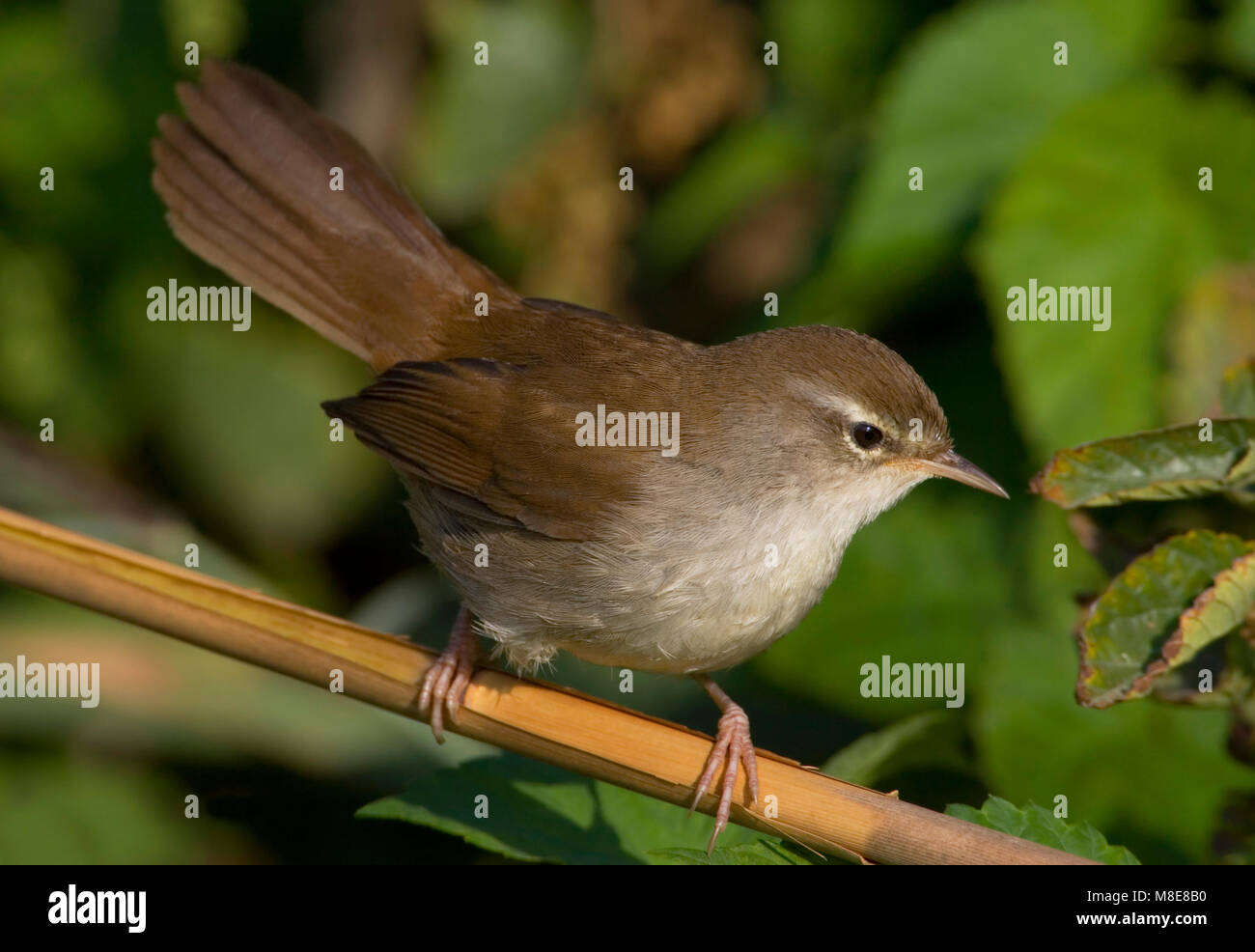 Cetti's Zanger; Cetti's Warbler; Cettia cetti Stock Photo - Alamy