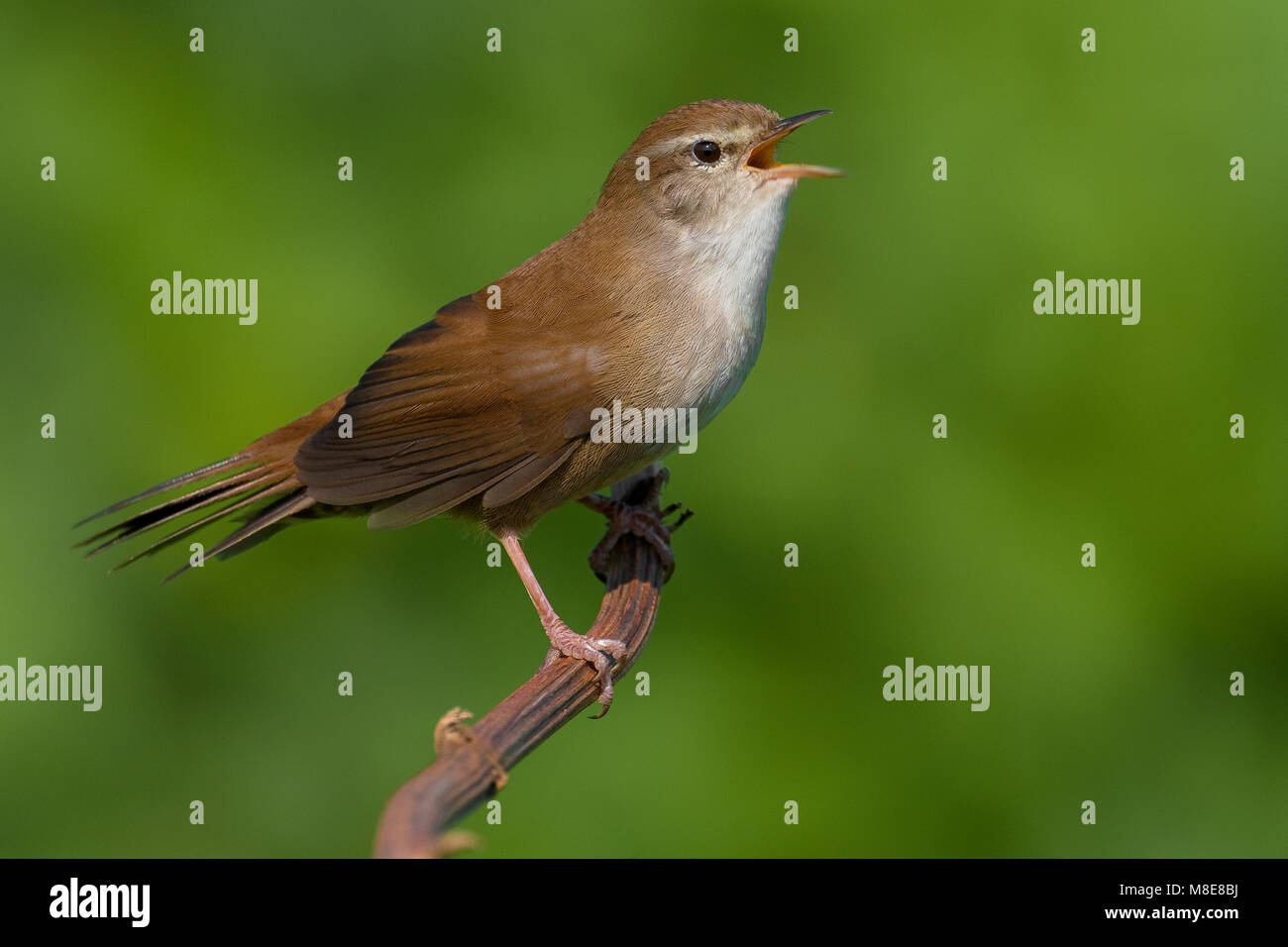 Cetti cettis hi-res stock photography and images - Alamy