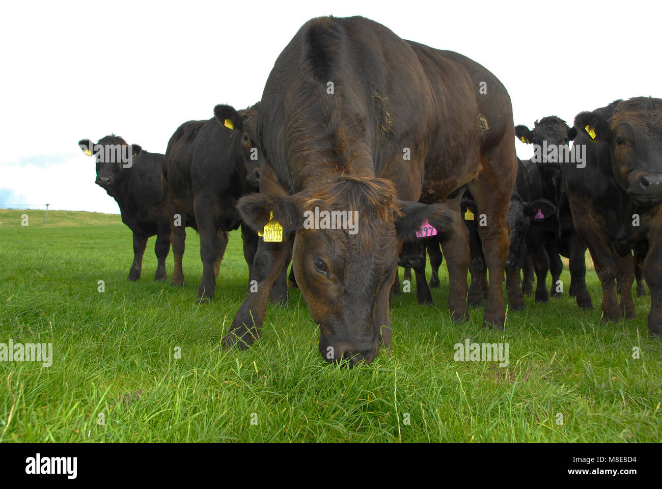 Beef cattle england hi-res stock photography and images - Alamy