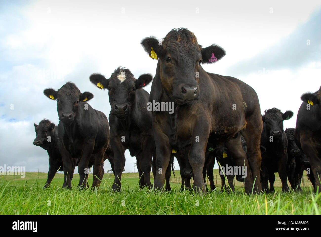 Beef cattle england hi-res stock photography and images - Alamy
