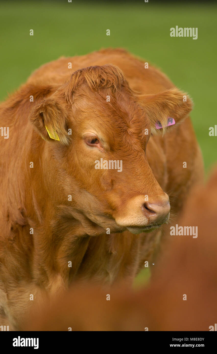 Limousin heifer hi-res stock photography and images - Alamy
