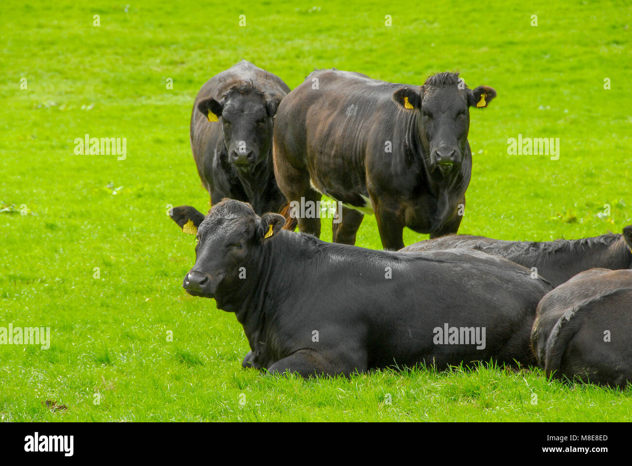 Limousin cross beef cattle, Cumbria, England, UK Stock Photo - Alamy