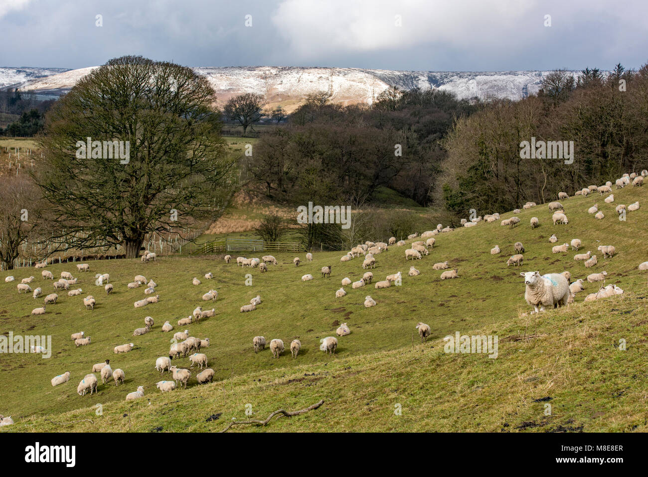 Sheep in a field, Whitewell, Clitheroe, Lancashire Stock Photo - Alamy