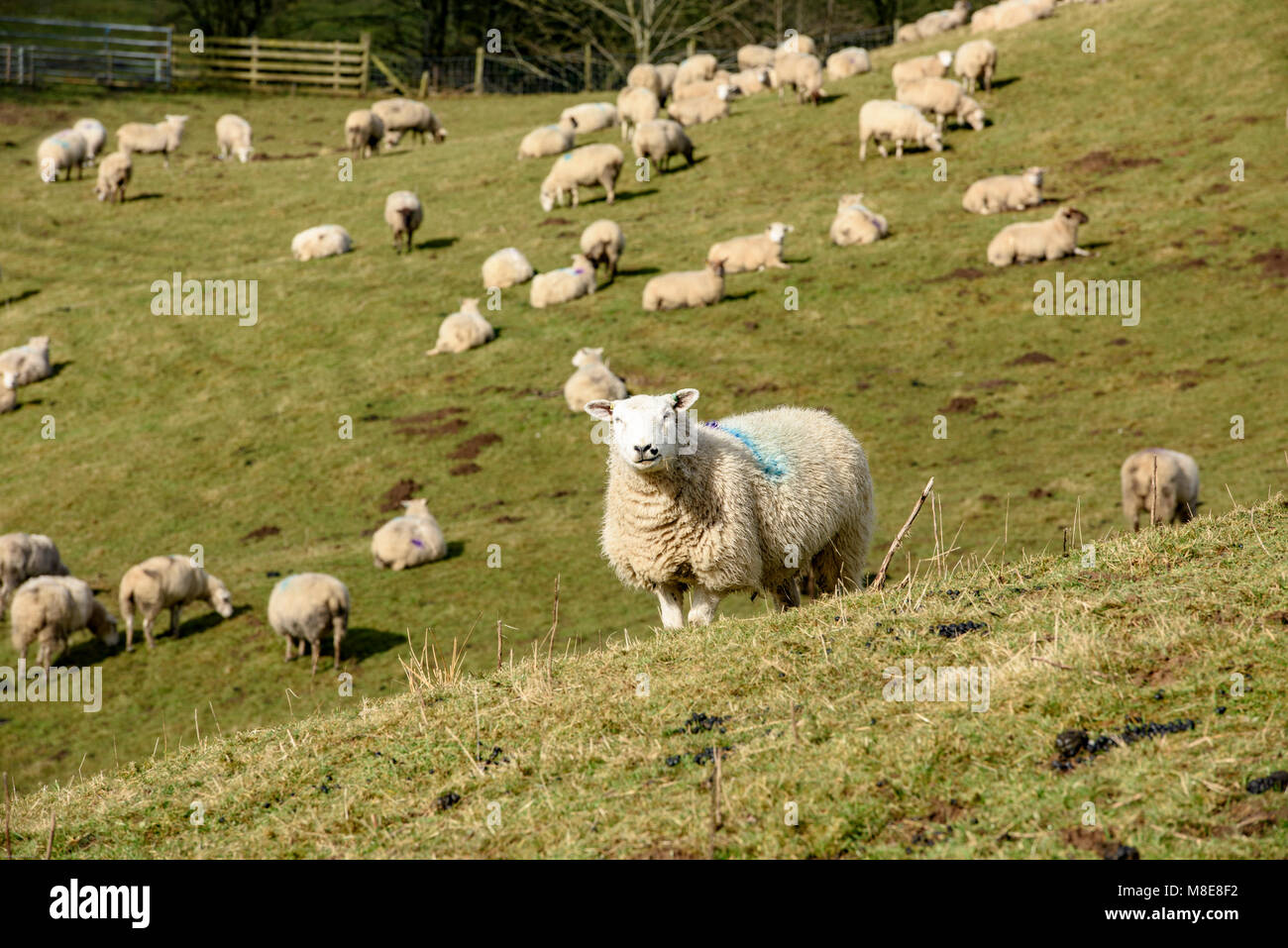 Sheep in a field, Whitewell, Clitheroe, Lancashire Stock Photo - Alamy