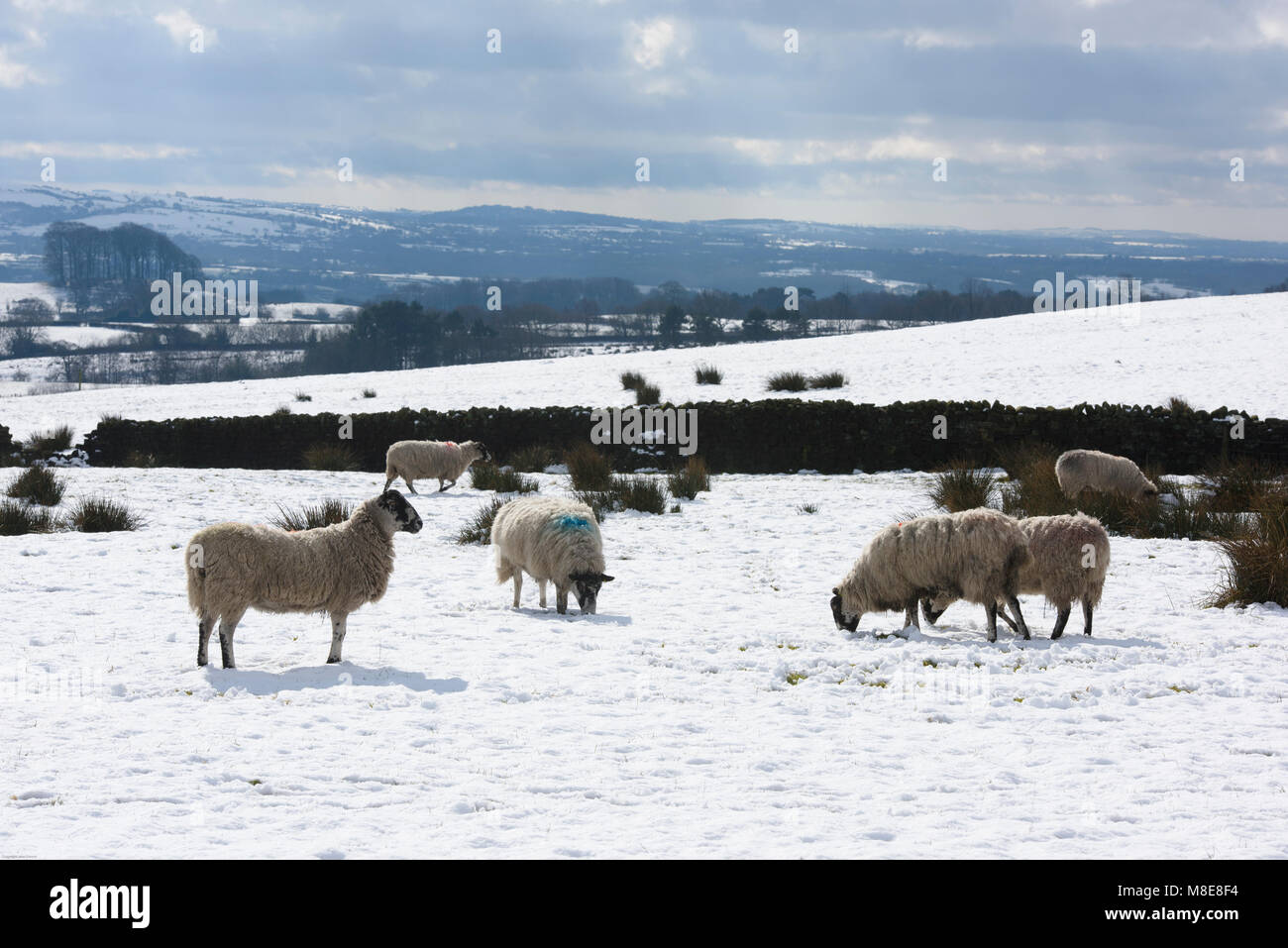 Mule ewes in the snow, Stoneyhurst, Clitheroe, Lancashire. UK Stock ...
