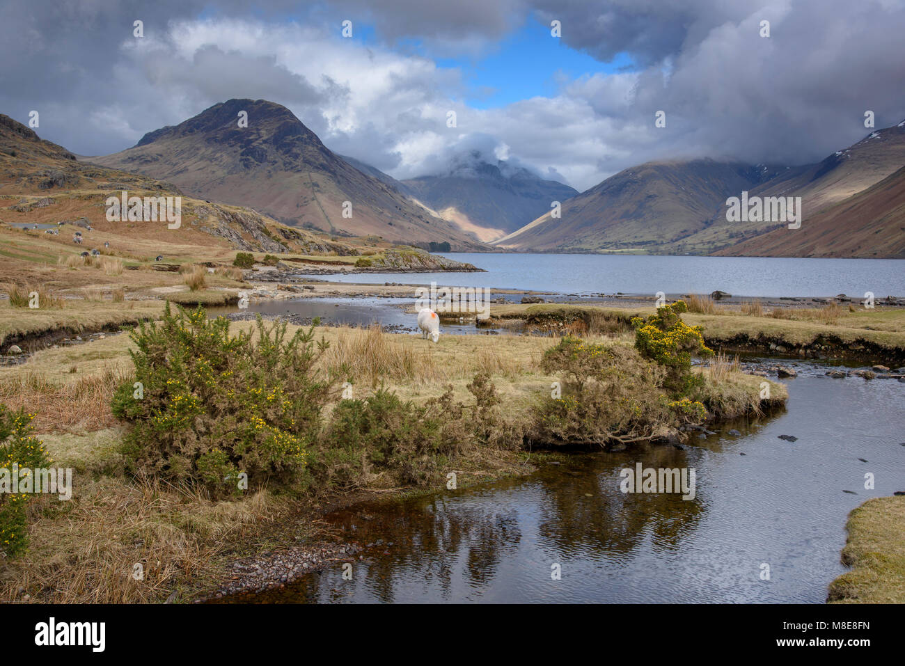 A Herdwick ewe, Wast Water, Wasdale, Cumbria, Lake District National ...