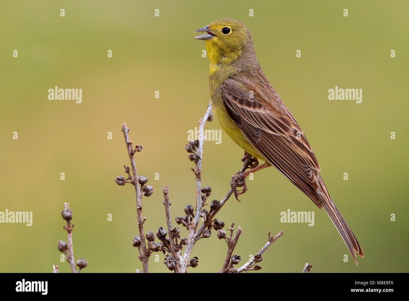 Singing on branch hi-res stock photography and images - Alamy