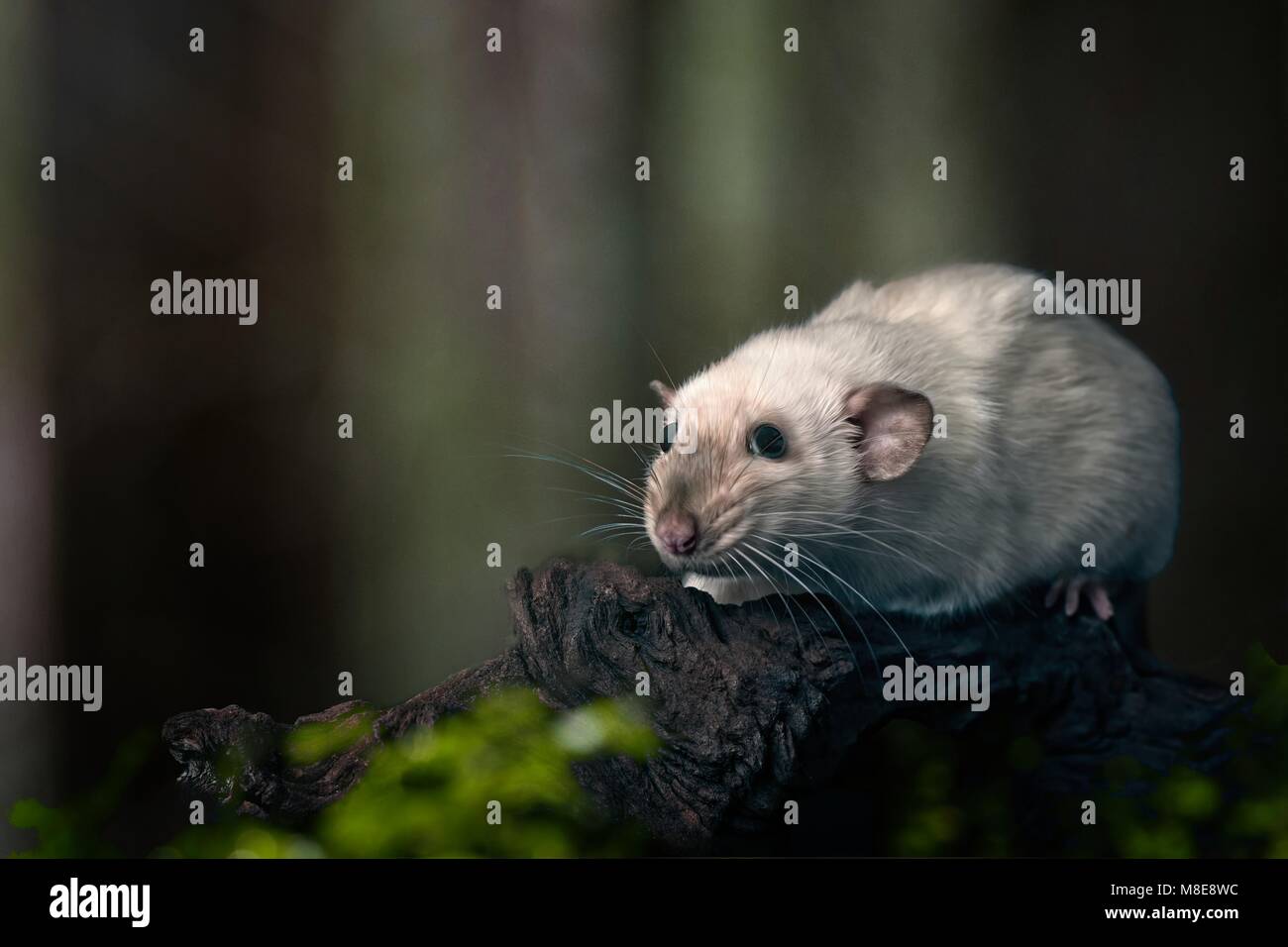 Cute siamese rat sit on a tree trunk and look sideways Stock Photo - Alamy