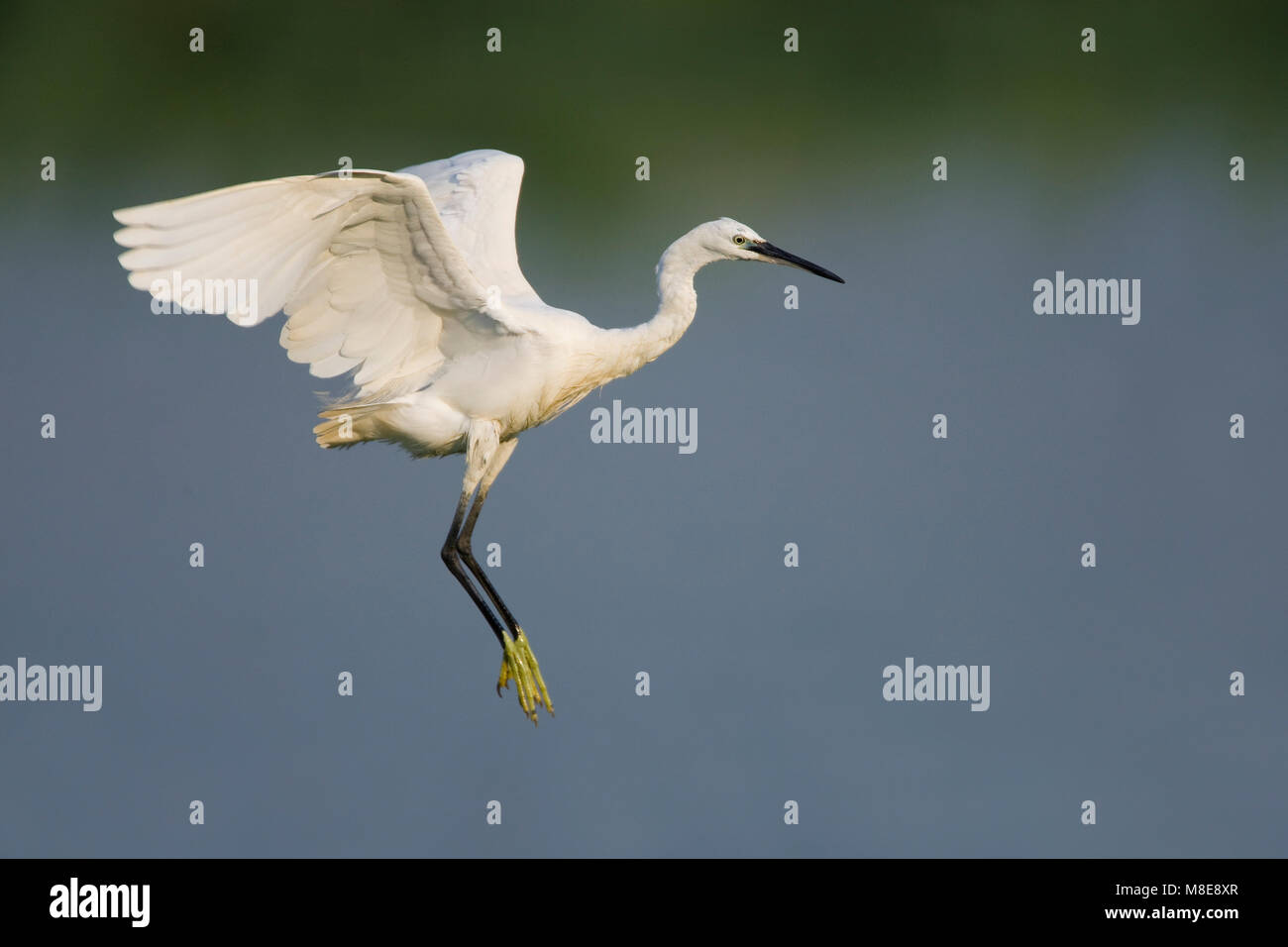 Kleine Zilverreiger in de vlucht; Little Egret in flight Stock Photo ...