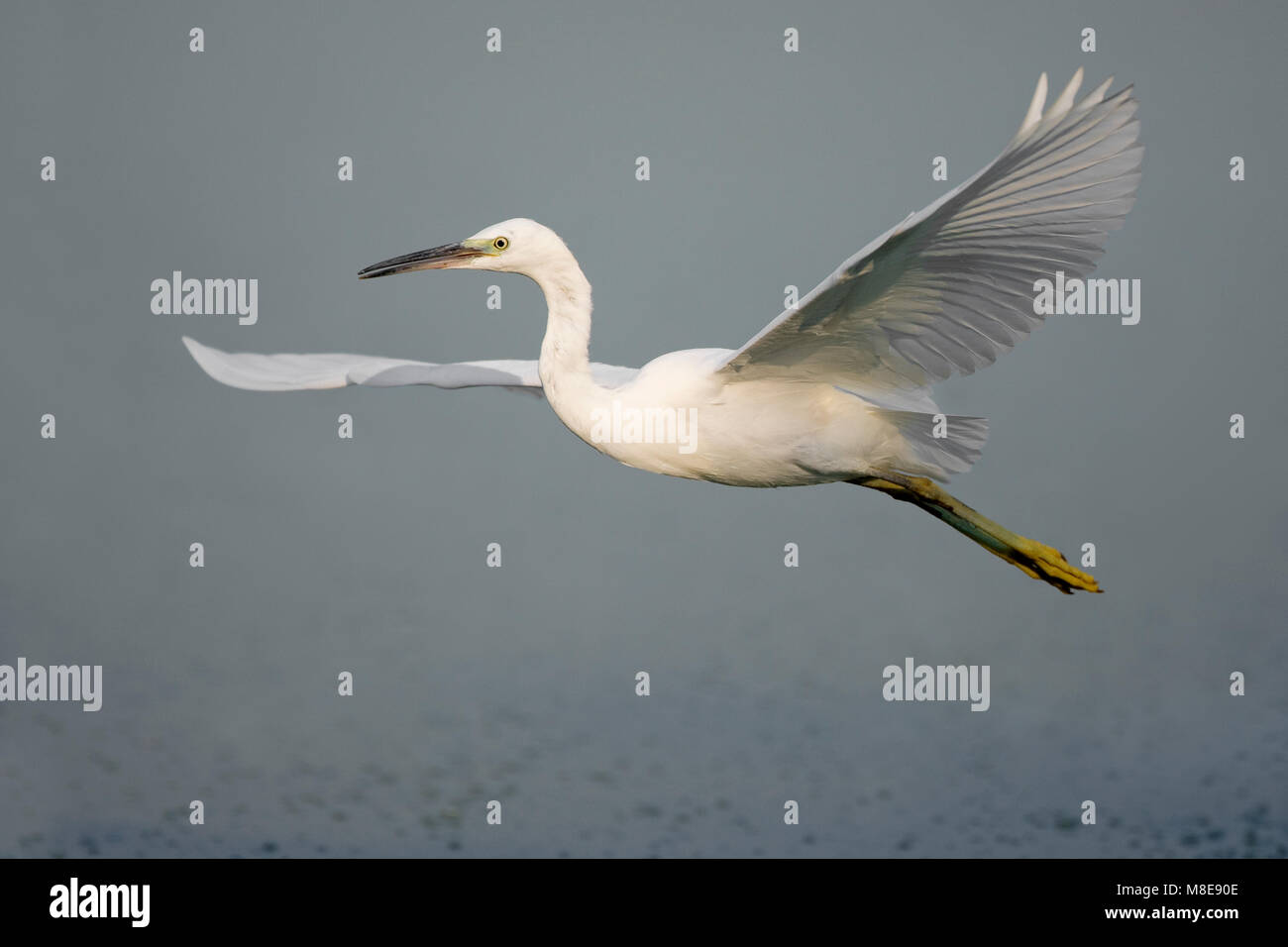 Kleine Zilverreiger in de vlucht; Little Egret in flight Stock Photo ...