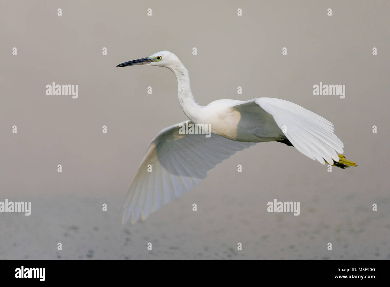 Kleine Zilverreiger in de vlucht; Little Egret in flight Stock Photo ...