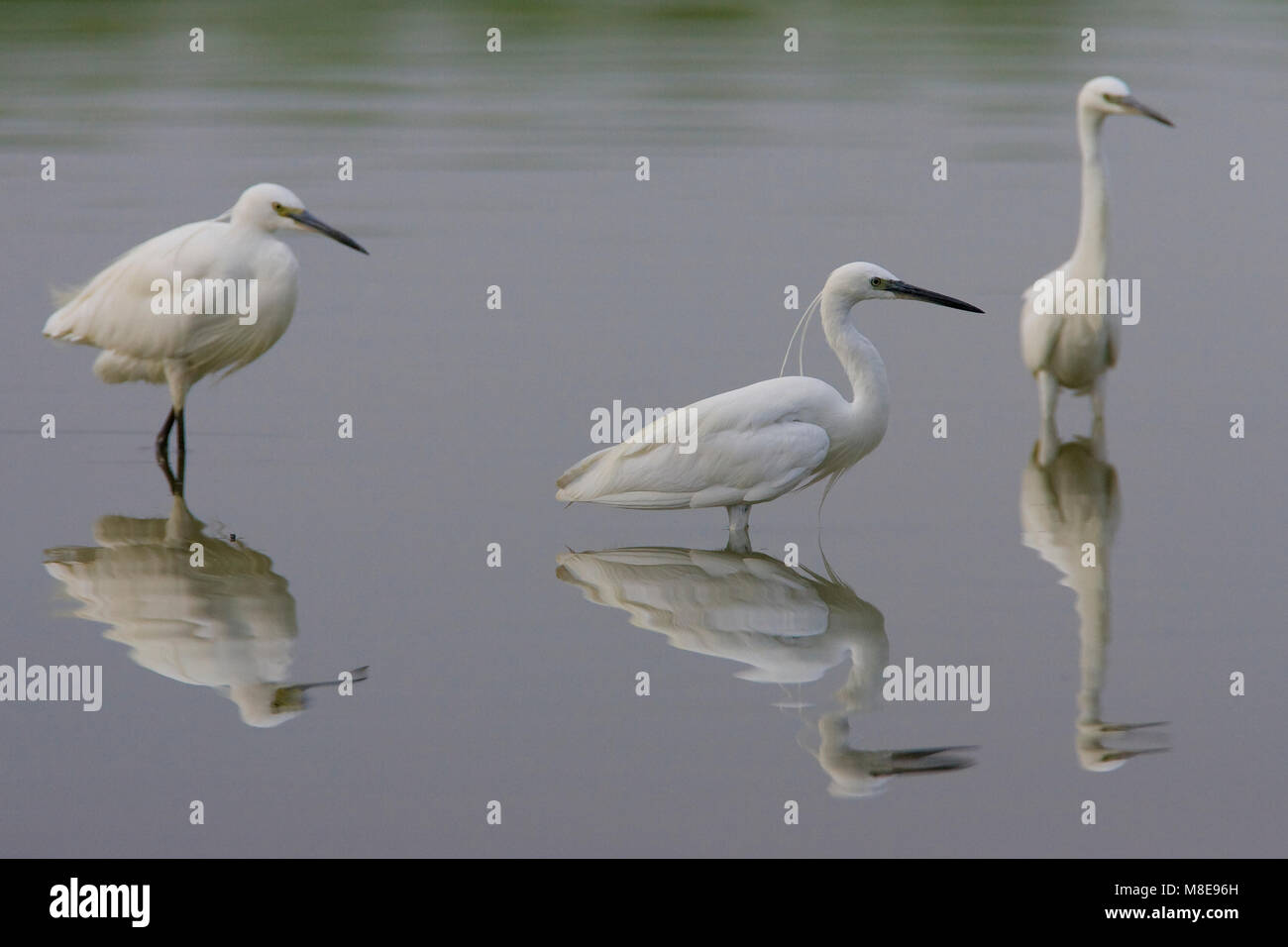 Group of little egrets hi-res stock photography and images - Alamy