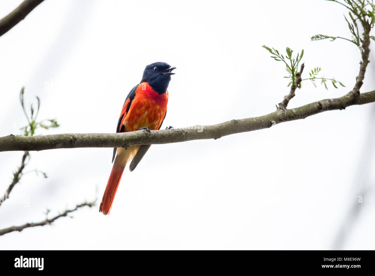 Minivet bird hi-res stock photography and images - Alamy