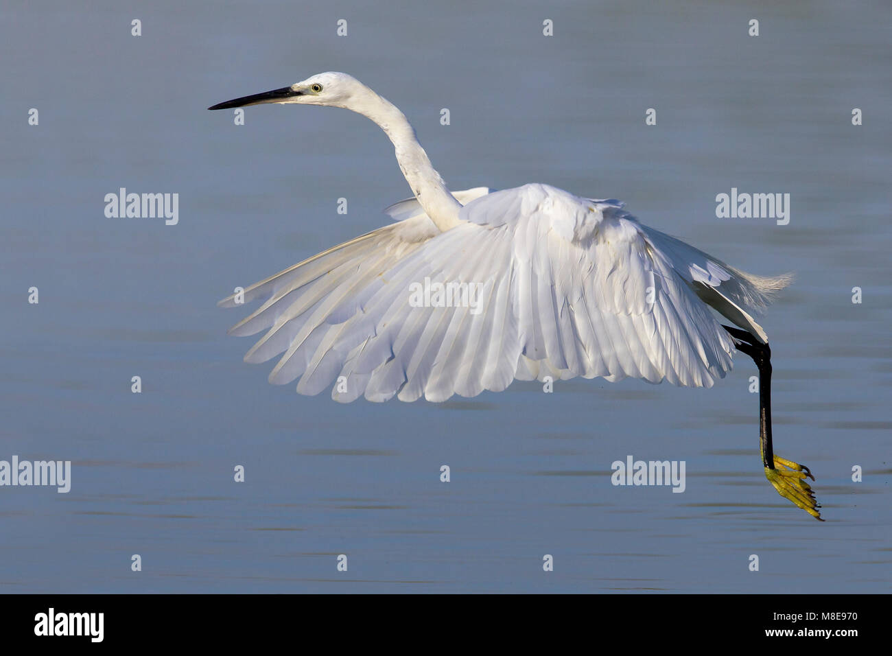 Kleine Zilverreiger in de vlucht; Little Egret in flight Stock Photo ...