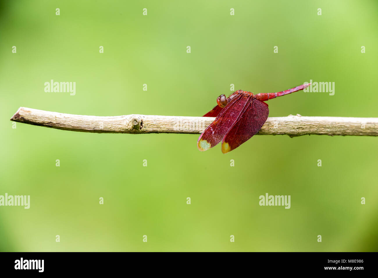 Portrait of dragonfly - Russet Percher (Neurothemis fulvia Stock Photo ...