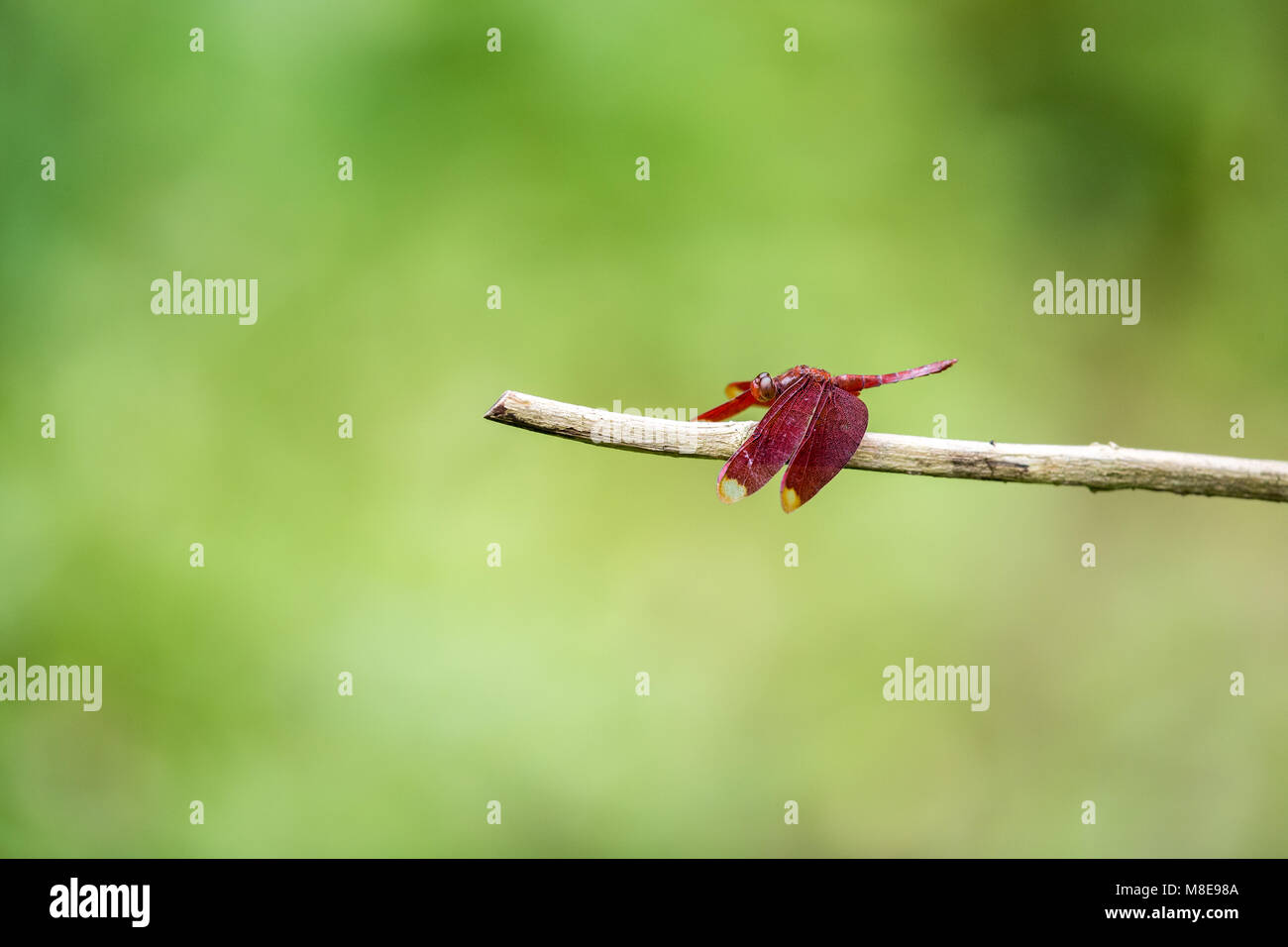 Portrait of dragonfly - Russet Percher (Neurothemis fulvia Stock Photo ...